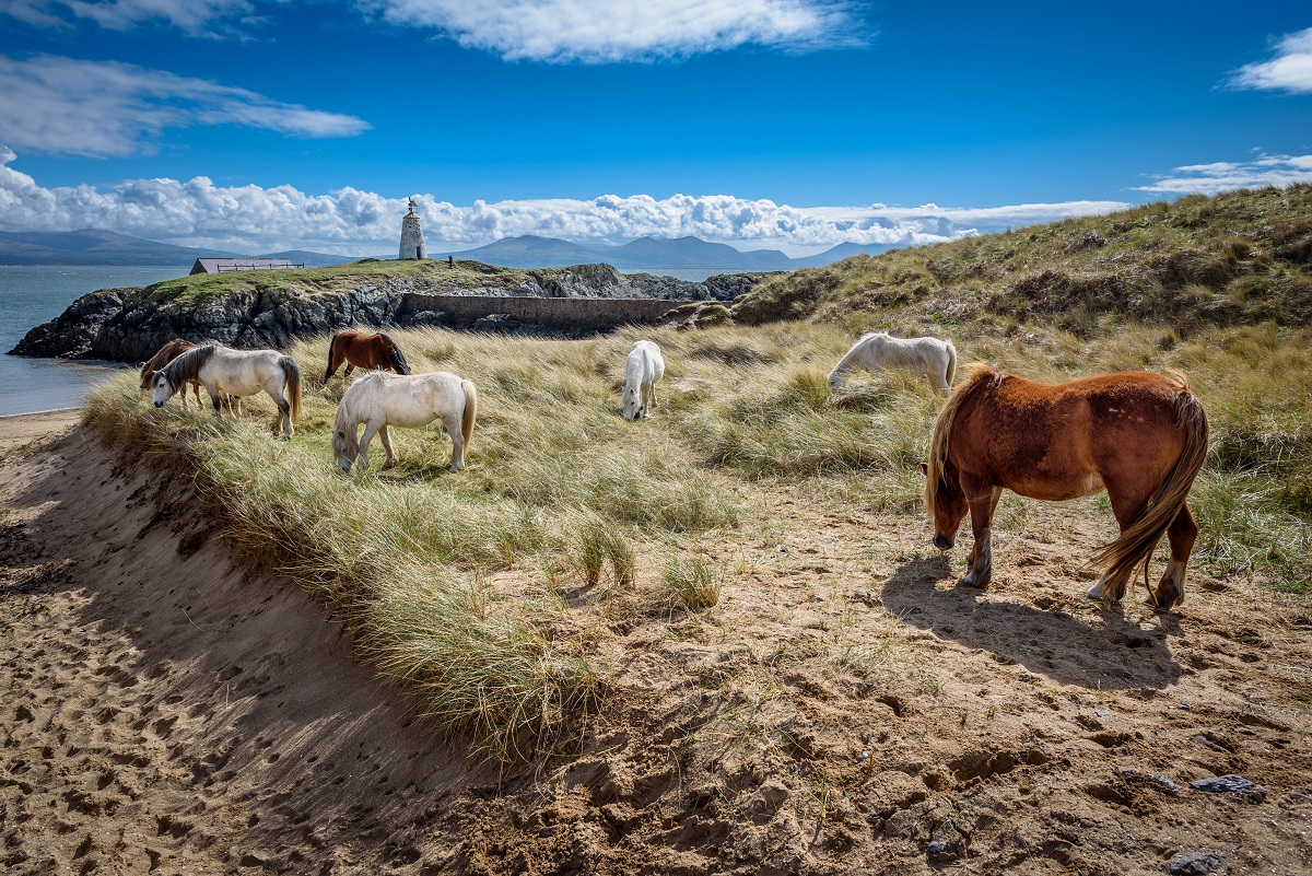 An Introduction to the Isle of Anglesey Coastal Path - Mickledore ...