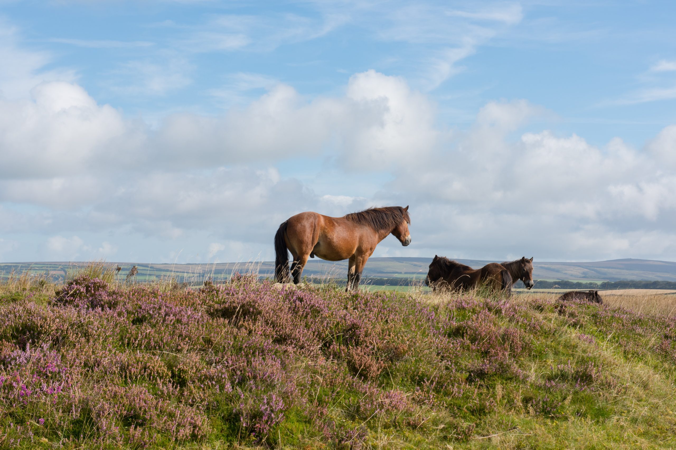 Two Moors Way Walk in 2026/27 | Mickledore Travel