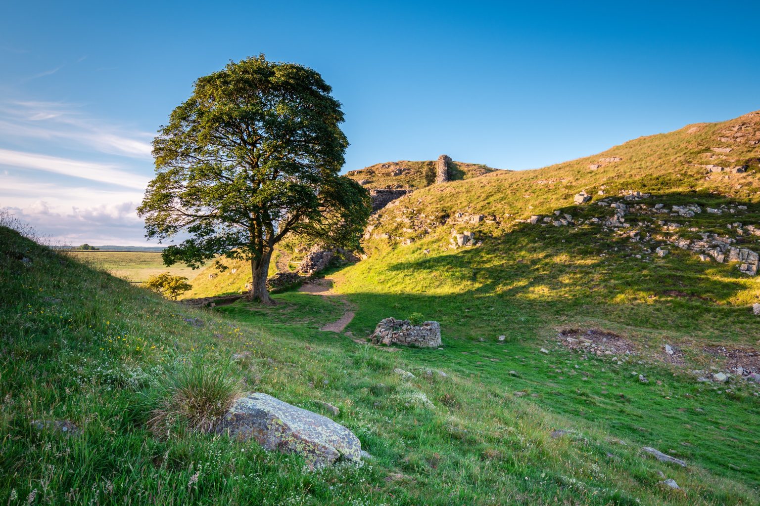 History of the Sycamore Gap Tree on Hadrian's Wall | Mickledore