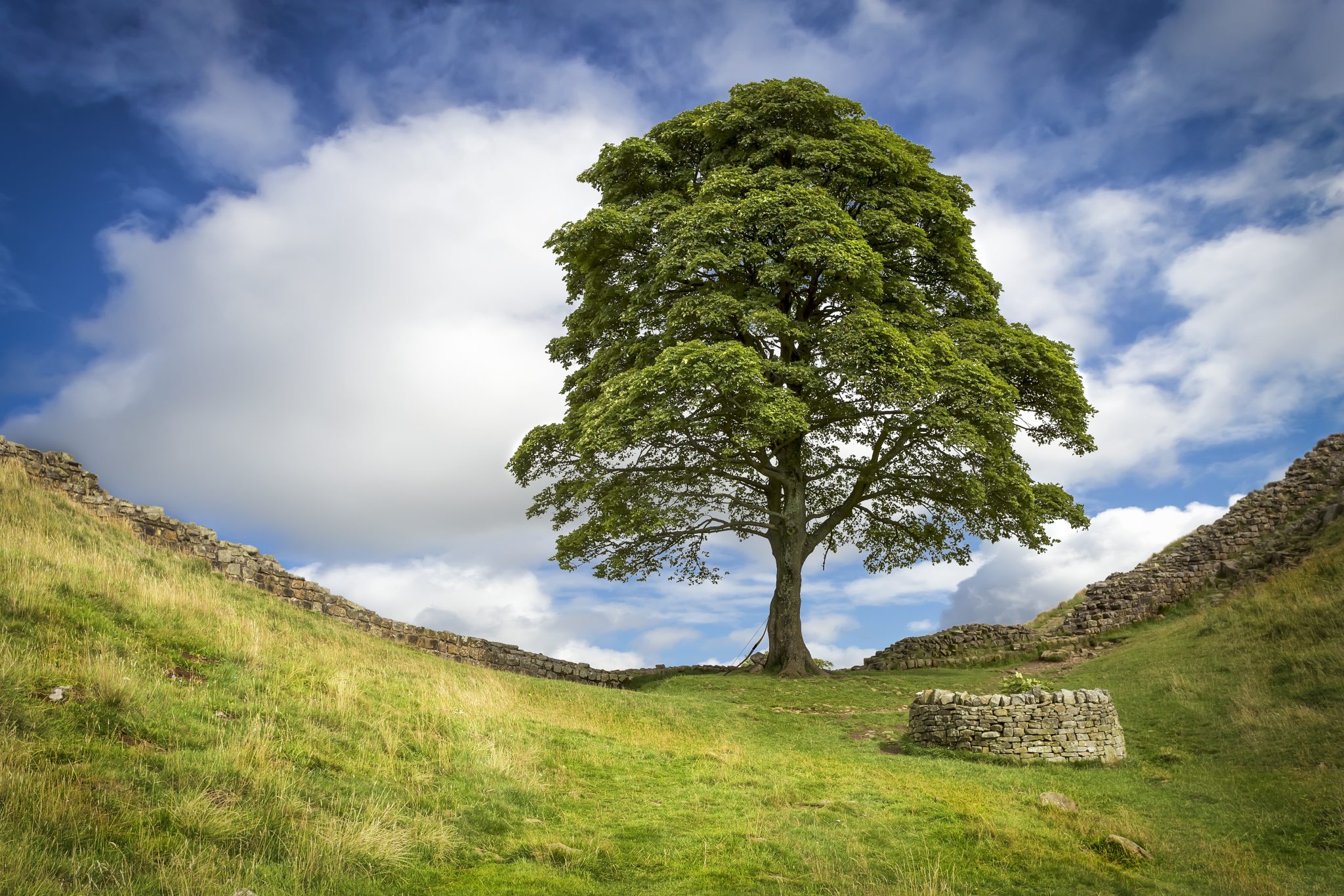 History of the Sycamore Gap Tree on Hadrian's Wall | Mickledore