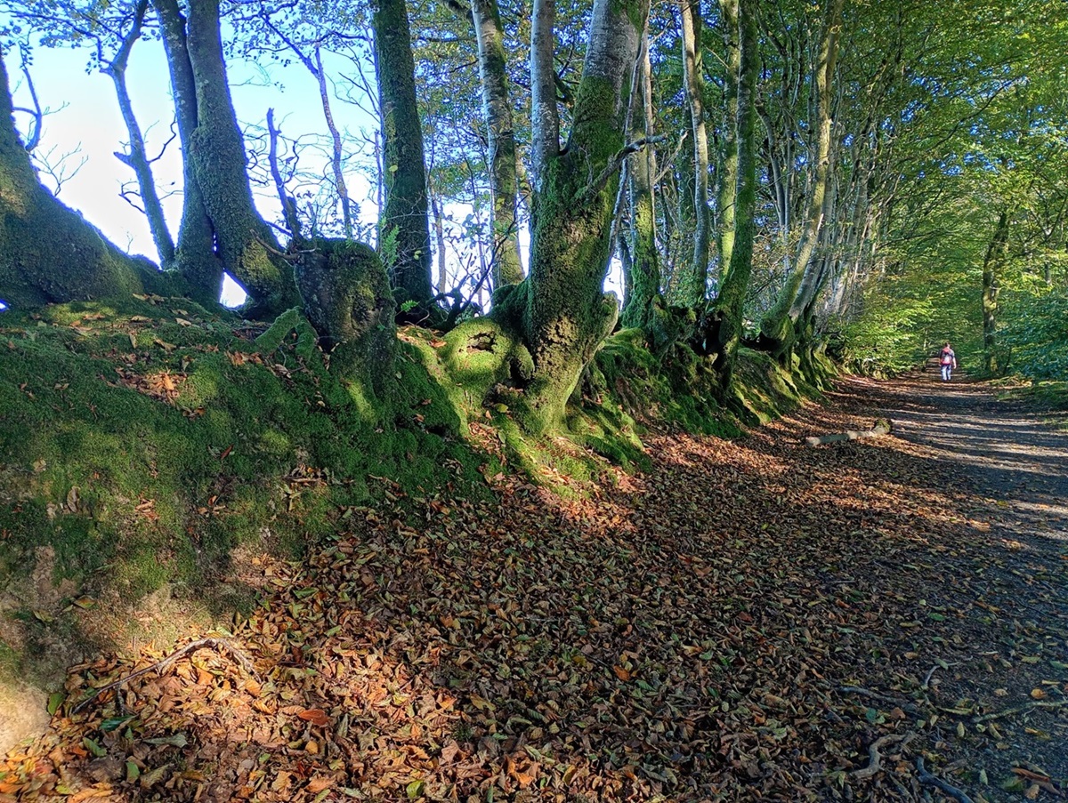 The Magic of the Two Moors | Mickledore Travel