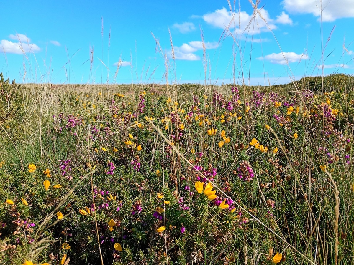 The Magic of the Two Moors | Mickledore Travel